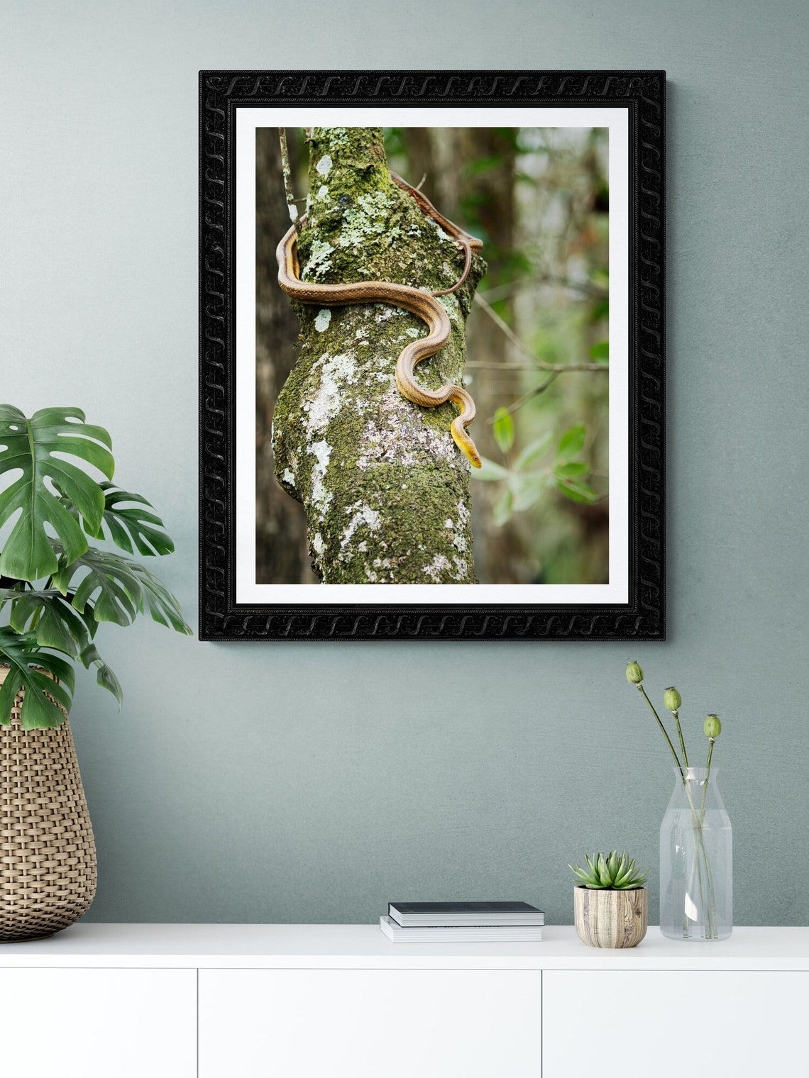 Yellow Rat Snake in Six Mile Cypress Slough Preserve Fort Myers Reptile ...