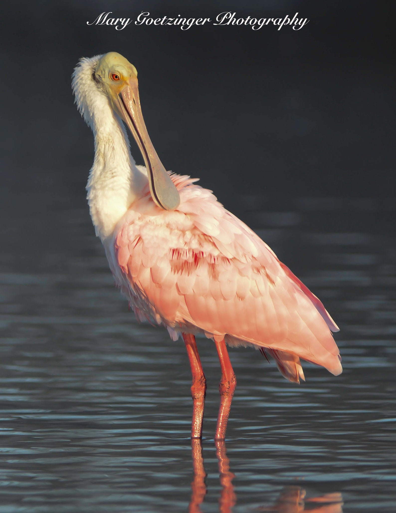 Roseate Spoonbill, Bird Photography, Wildlife Artwork, Home Decor - Etsy