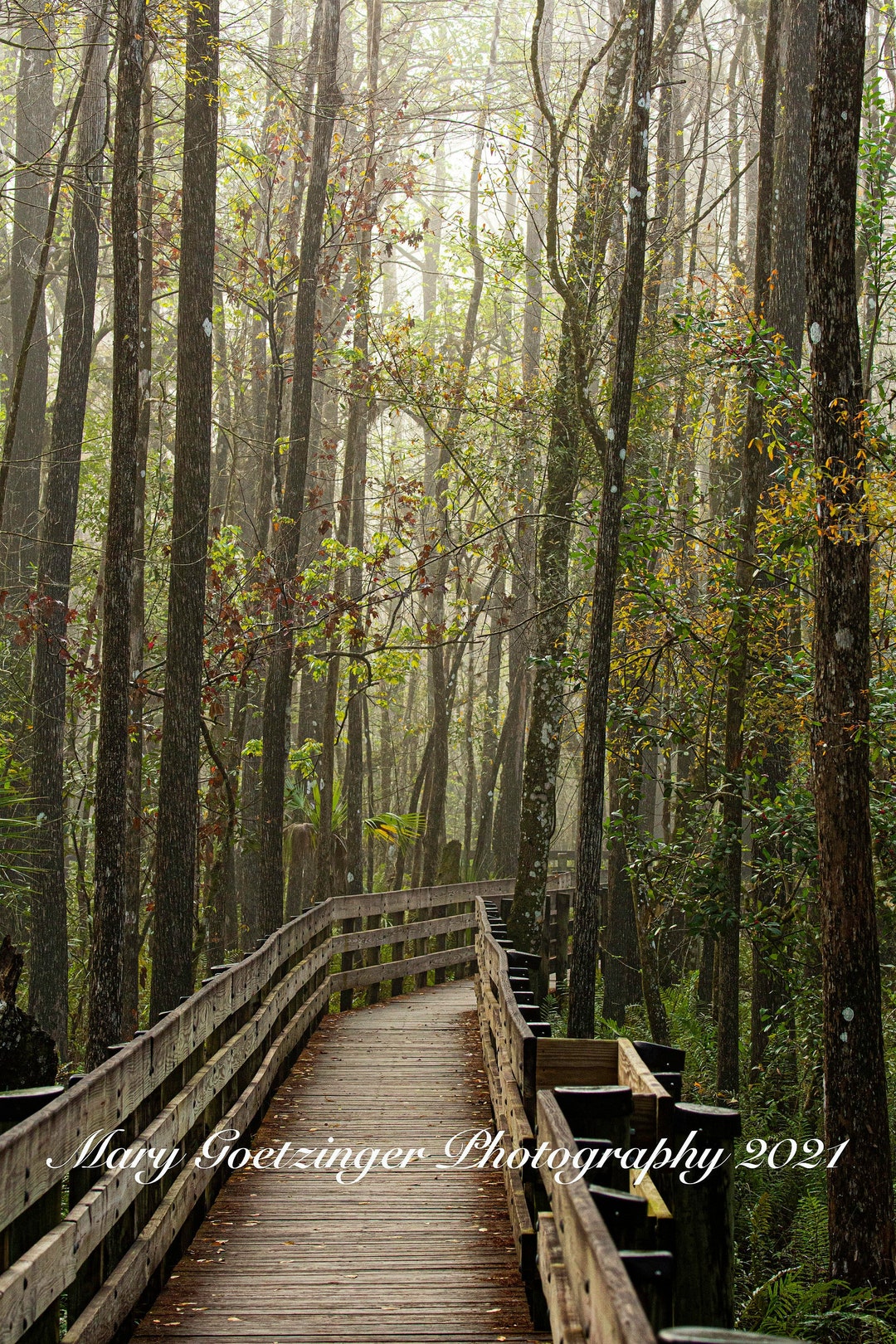 Six Mile Cypress Slough Trees and Boardwalk. Florida Photography ...