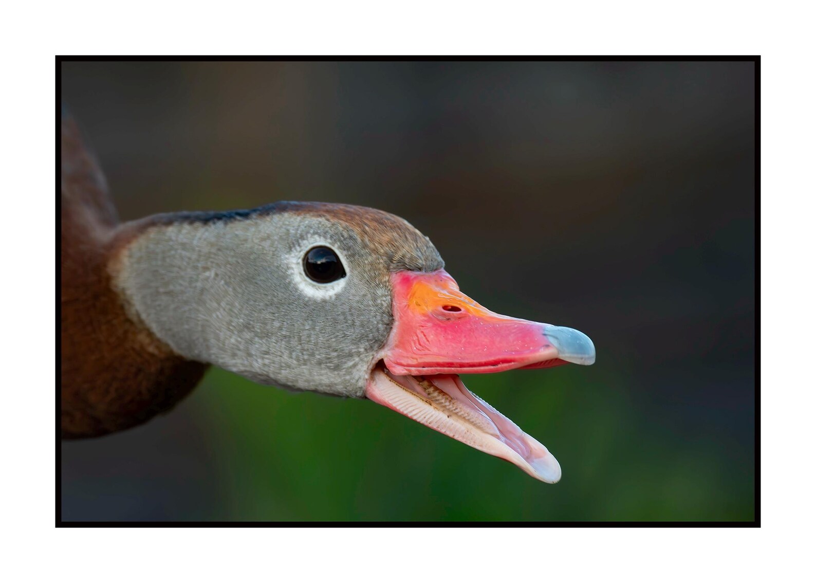 Black-bellied Whistling Duck Note Card: Wildlife Art, Personalized - Etsy