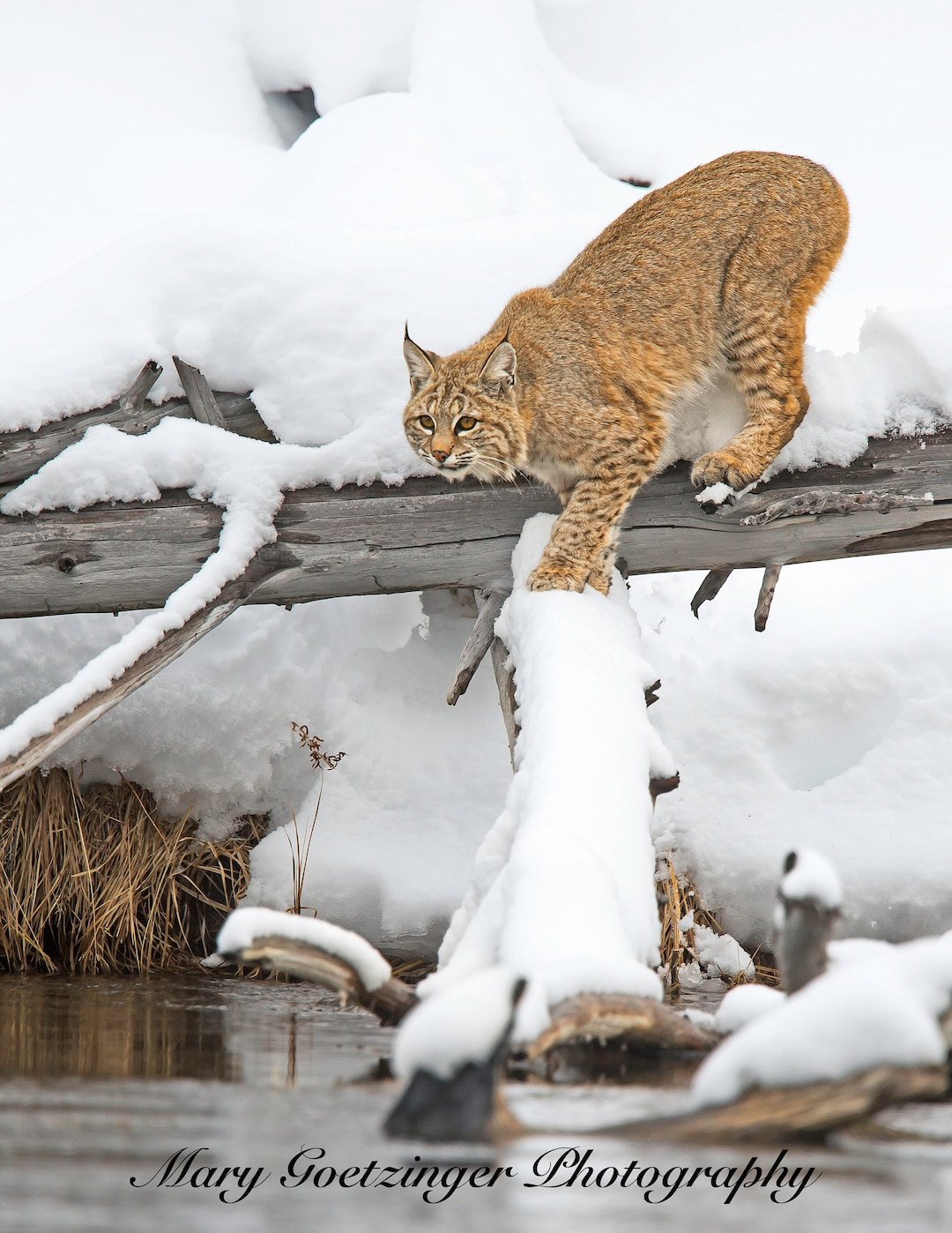 Bobcat Hunting in Yellowstone National Park. Wildlife Photography ...
