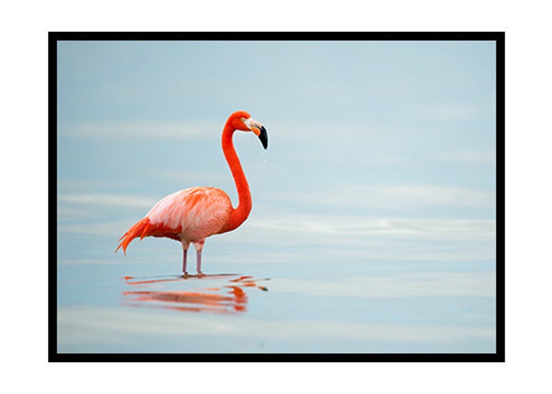 Flamingo Note Card Wildlife Artwork Nature Greeting Card - Etsy