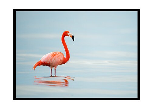 Flamingo Note Card Wildlife Artwork Nature Greeting Card - Etsy