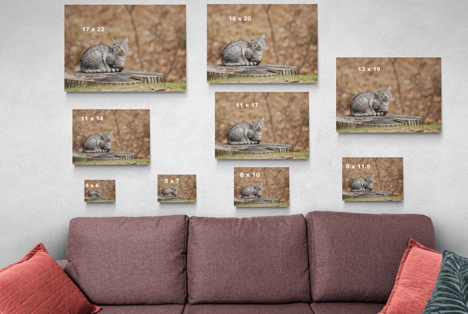 Tri-colored Heron Feather Fluff Bird Photo Wildlife Photography Wall ...