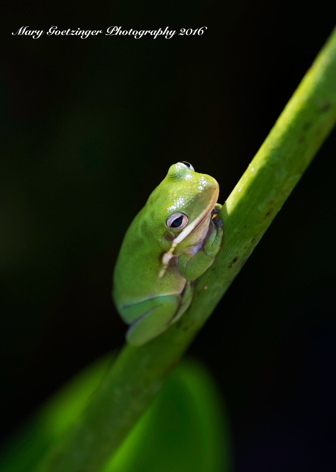 16x24 Canvas Print of a Florida Green Tree Frog Reptile Wildlife ...