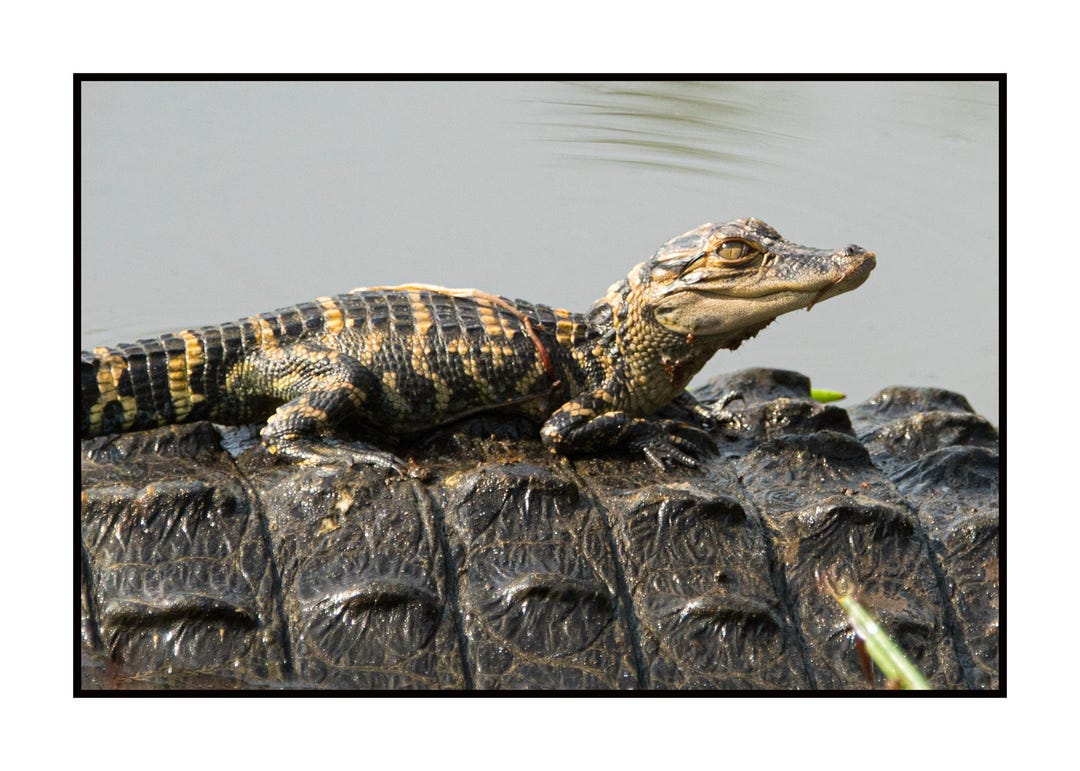Baby Alligator Note Card: Wildlife Art, Personalized Greeting - Etsy