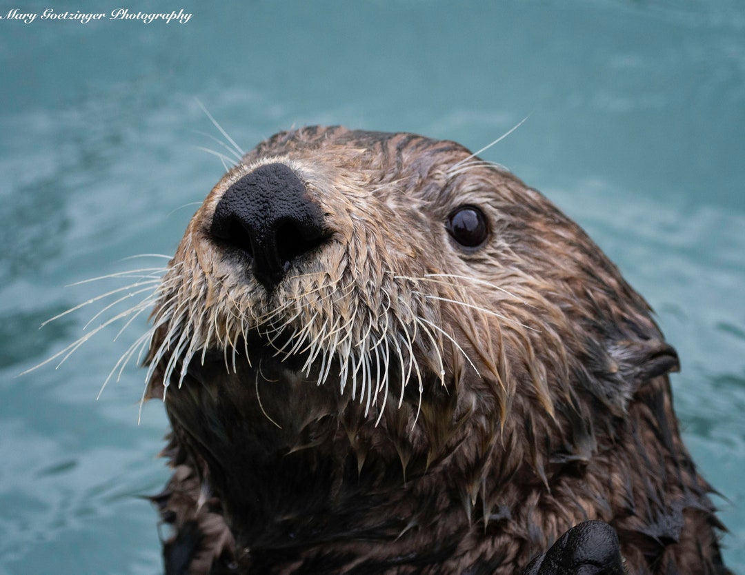 Sea Otter Coming up to Say Hello Wildlife Print Wall Art - Etsy