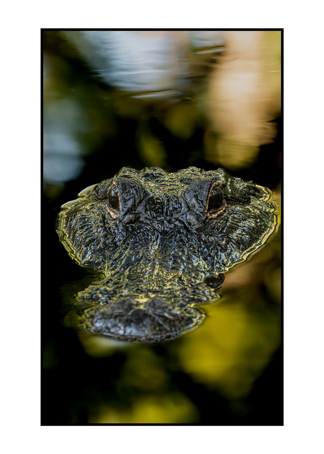 American Alligator Note Card: Wildlife Photography Art, Personalized - Etsy