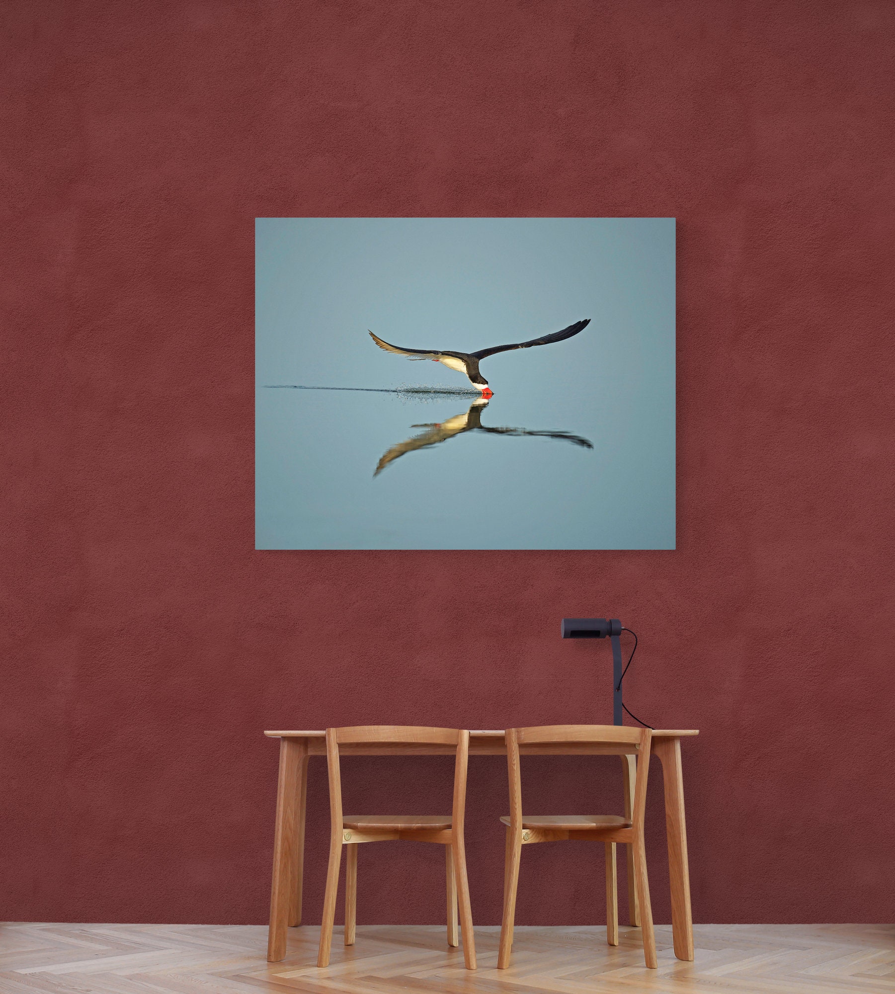 Black Skimmer Skimming Bird in Flight Florida Nature Bird Wildlife ...