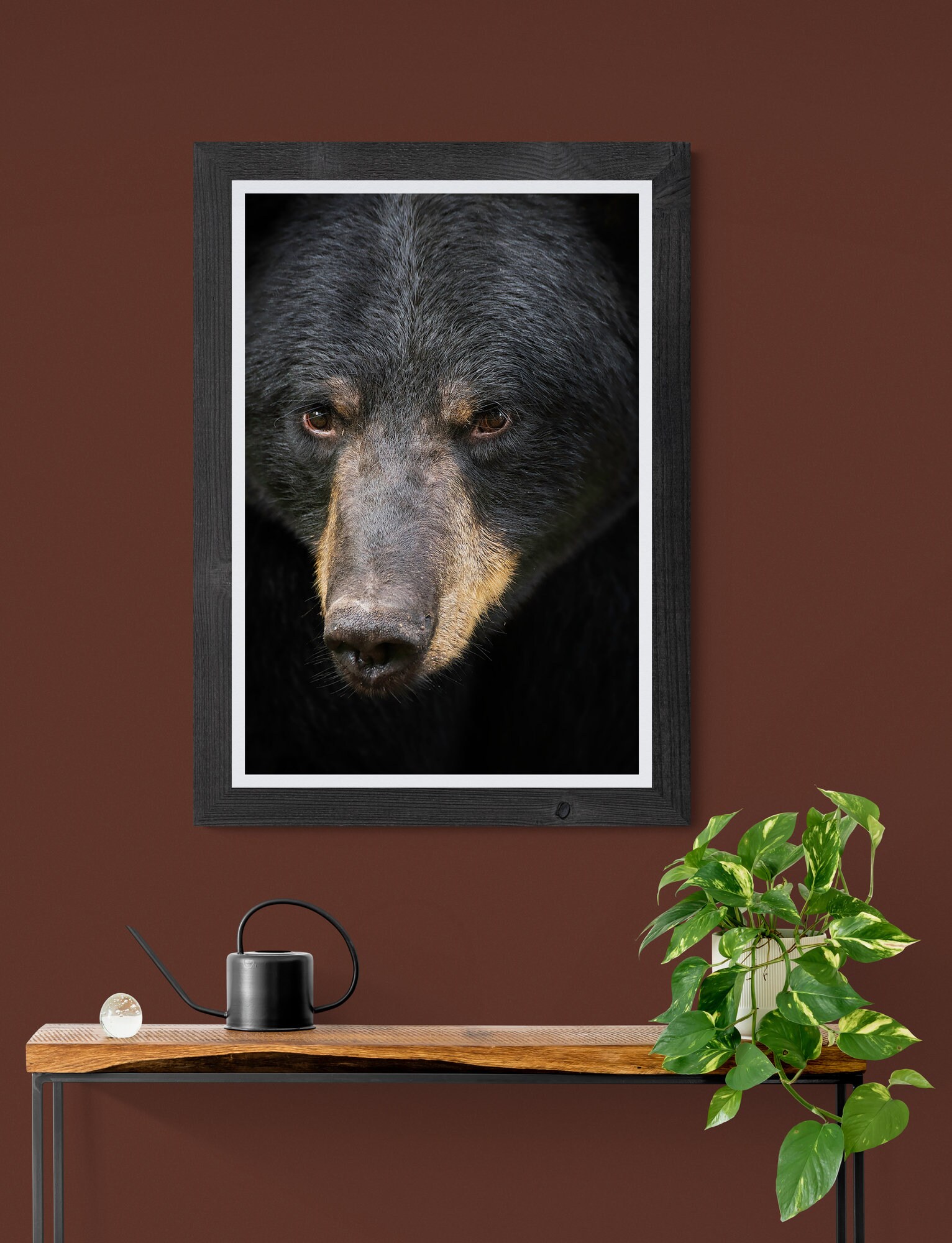 Soulful Look by a Black Bear. Bear Photography Wildlife Photography ...