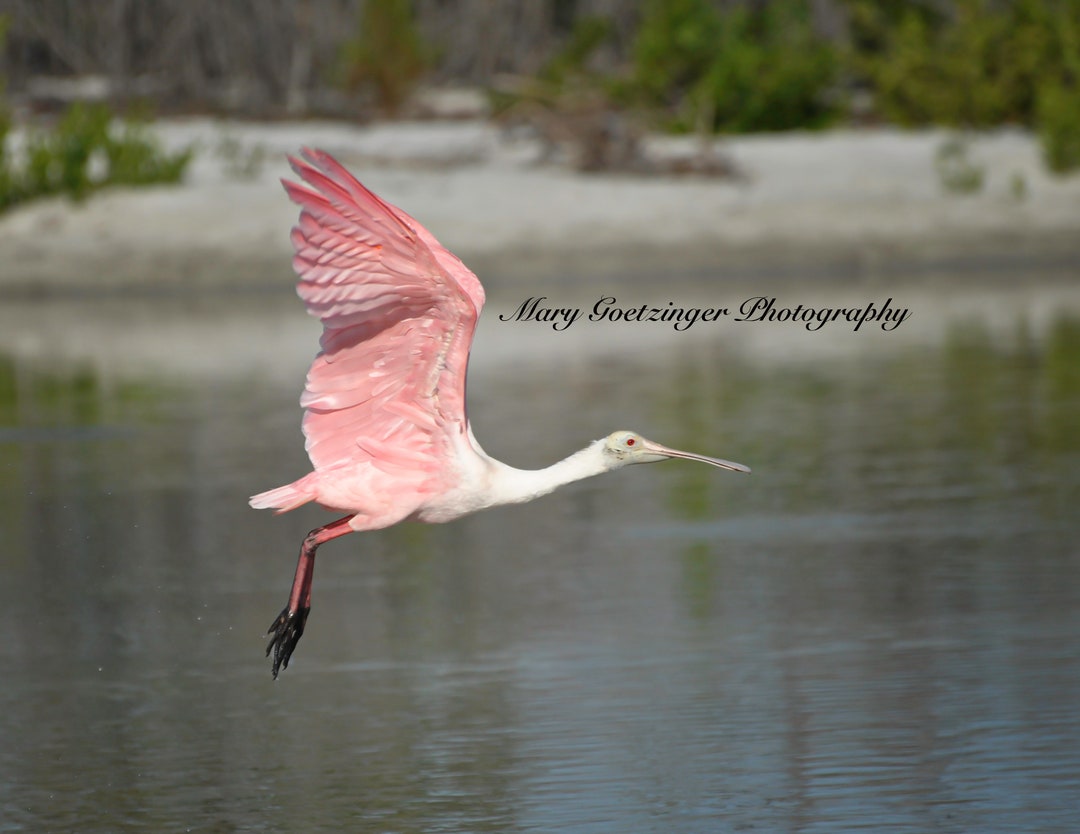 Roseate Spoonbill, Wildlife Photography, Wall Art, Florida Photography ...
