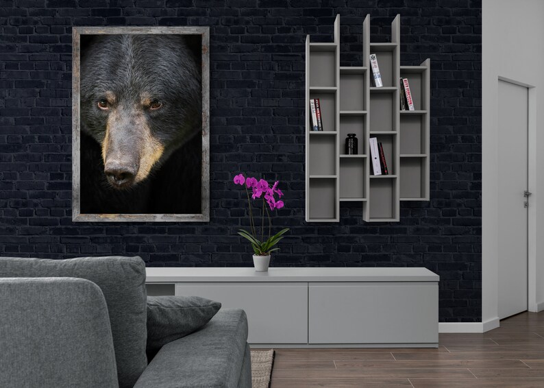 Soulful Look by a Black Bear. Bear Photography Wildlife - Etsy