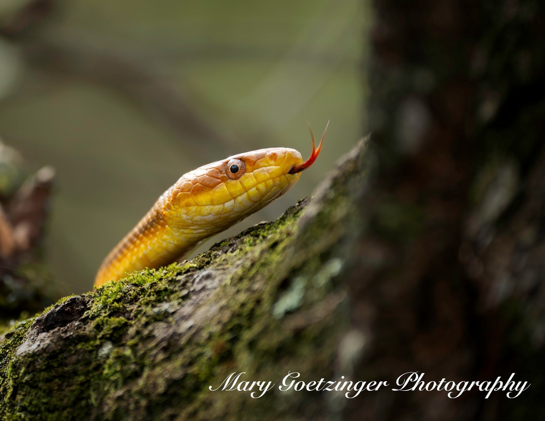Yellow Rat Snake in Six Mile Cypress Slough Preserve Reptile Decor ...