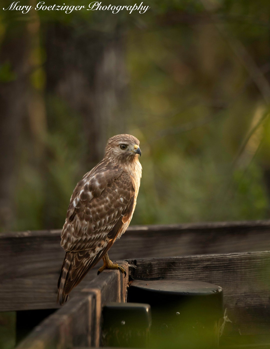 Red Shouldered Hawk in Six Mile Cypress Slough Preserve. Florida Bird ...