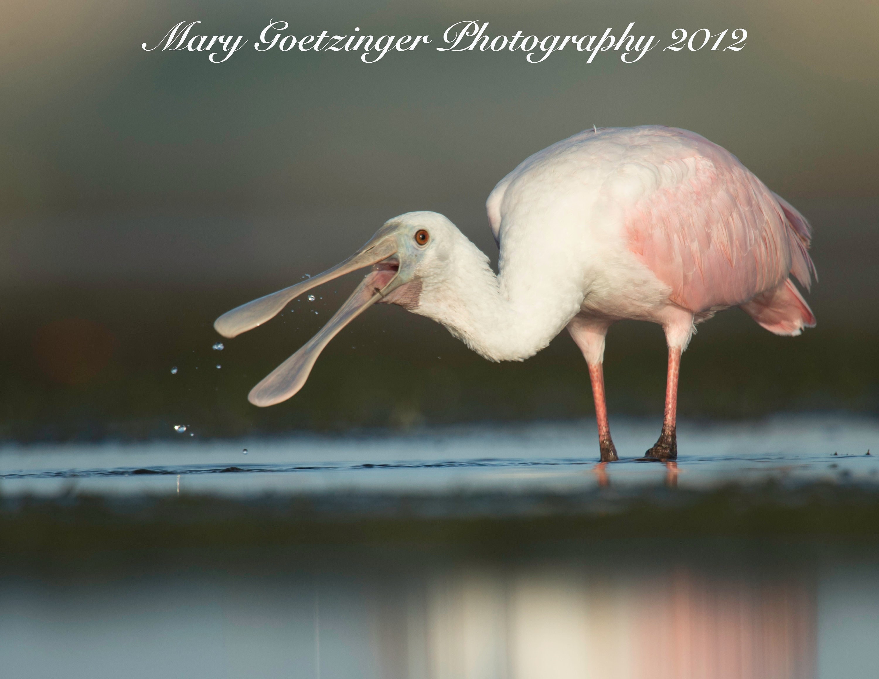 Roseate Spoonbill Wildlife Photography. Florida Photography, Wall Art ...