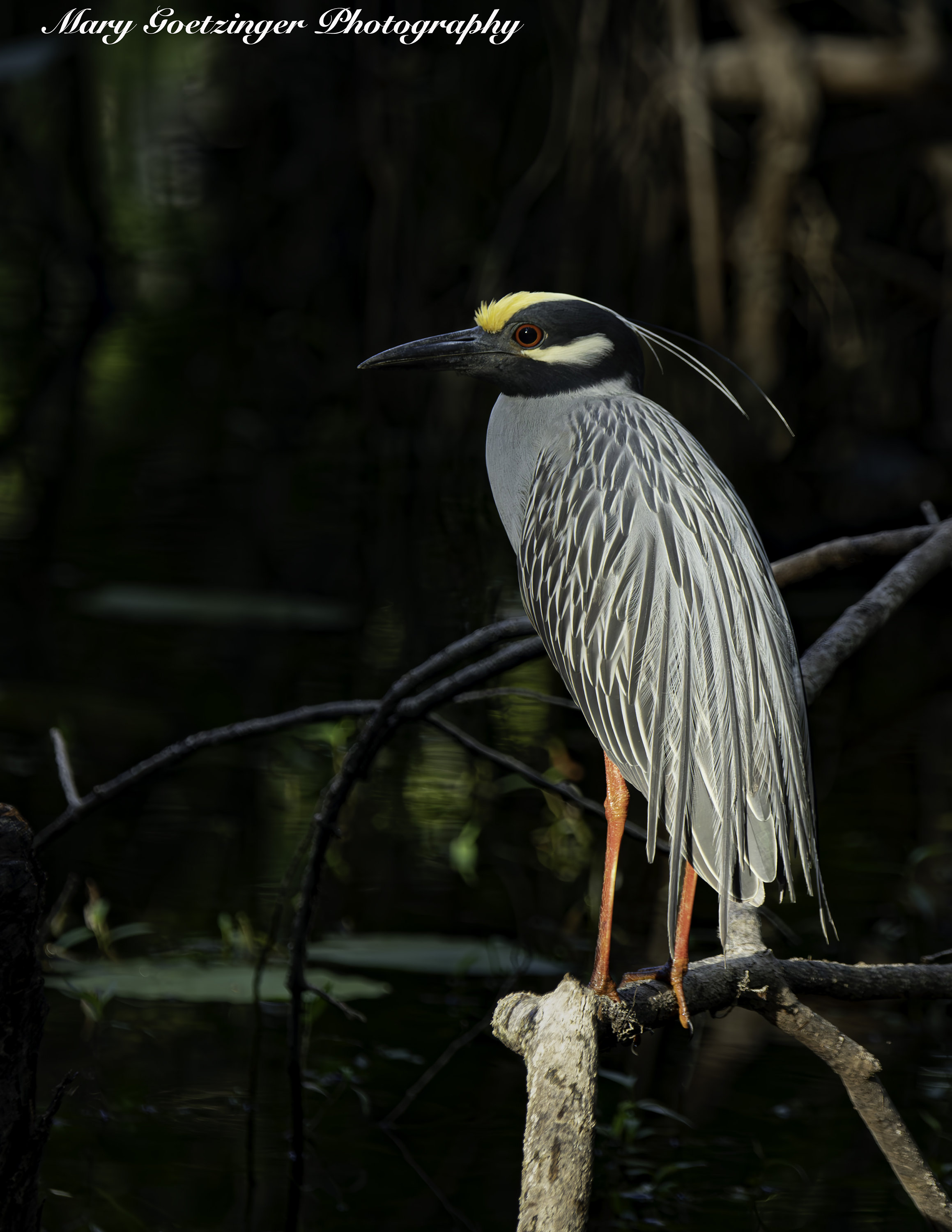 Yellow-crowned Night Heron in Six Mile Cypress Slough Preserve Florida ...