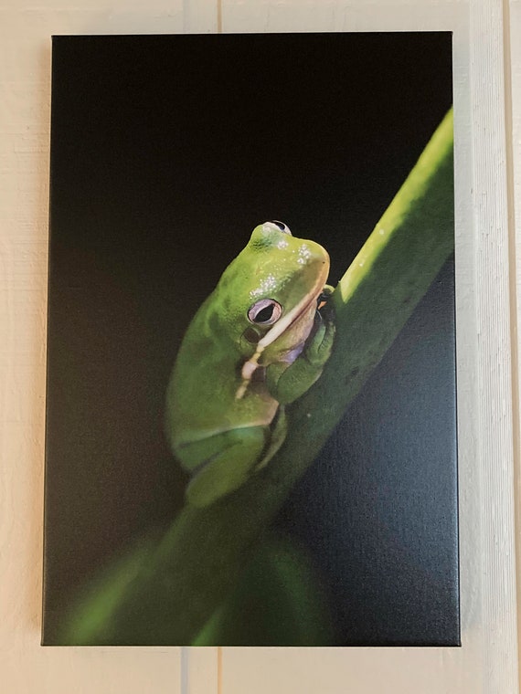 Tree Frogs Reptile Is