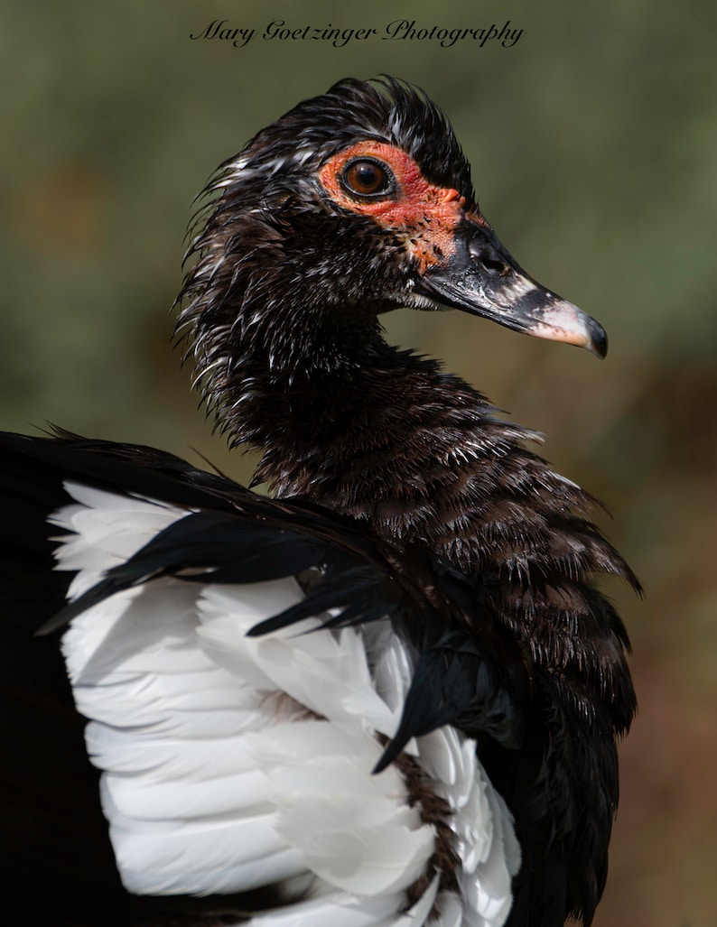 Muscovy Duck, Florida Bird Photography, Wildlife Artwork - Etsy