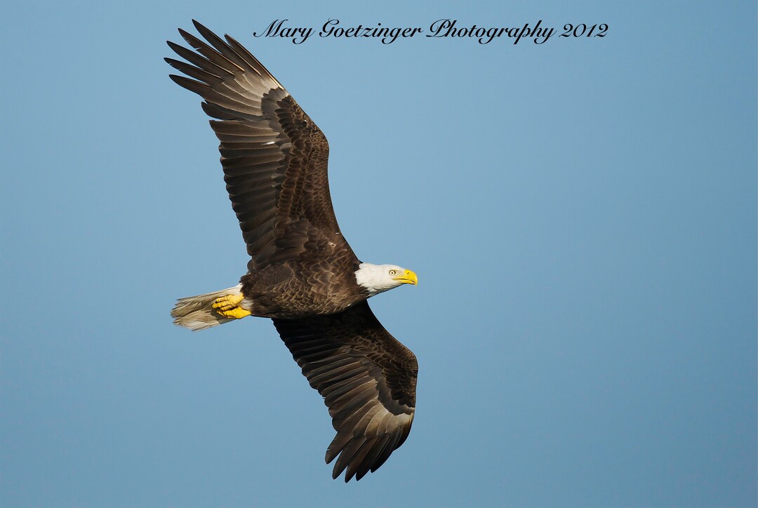 Bald Eagle in Flight Florida Bird Raptor Wildlife Photo - Etsy