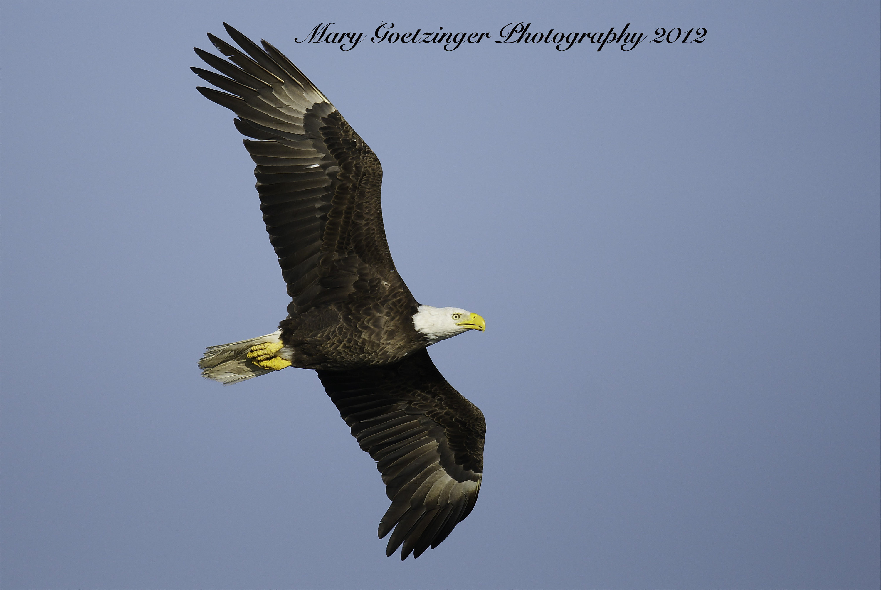 Bald Eagle in Flight Florida Bird Raptor Wildlife Photo - Etsy