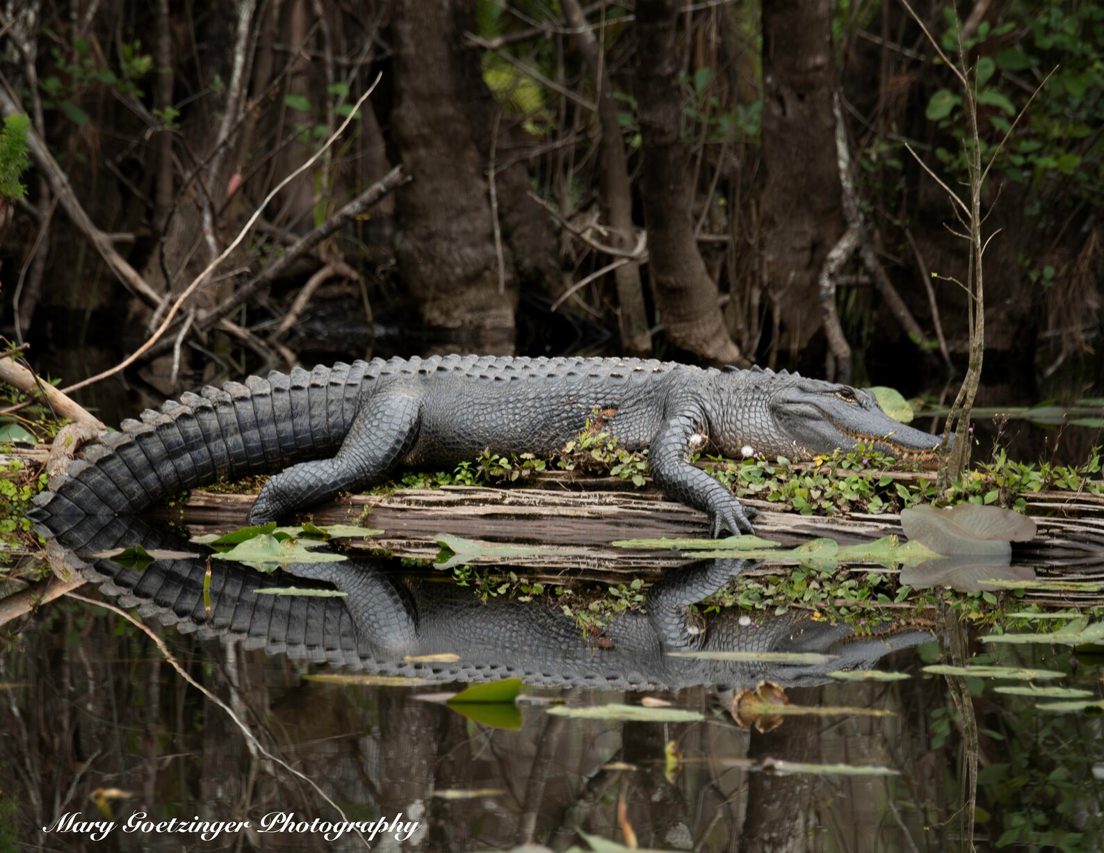 American Alligator at Six Mile Cypress Slough Preserve: Reptile Decor ...