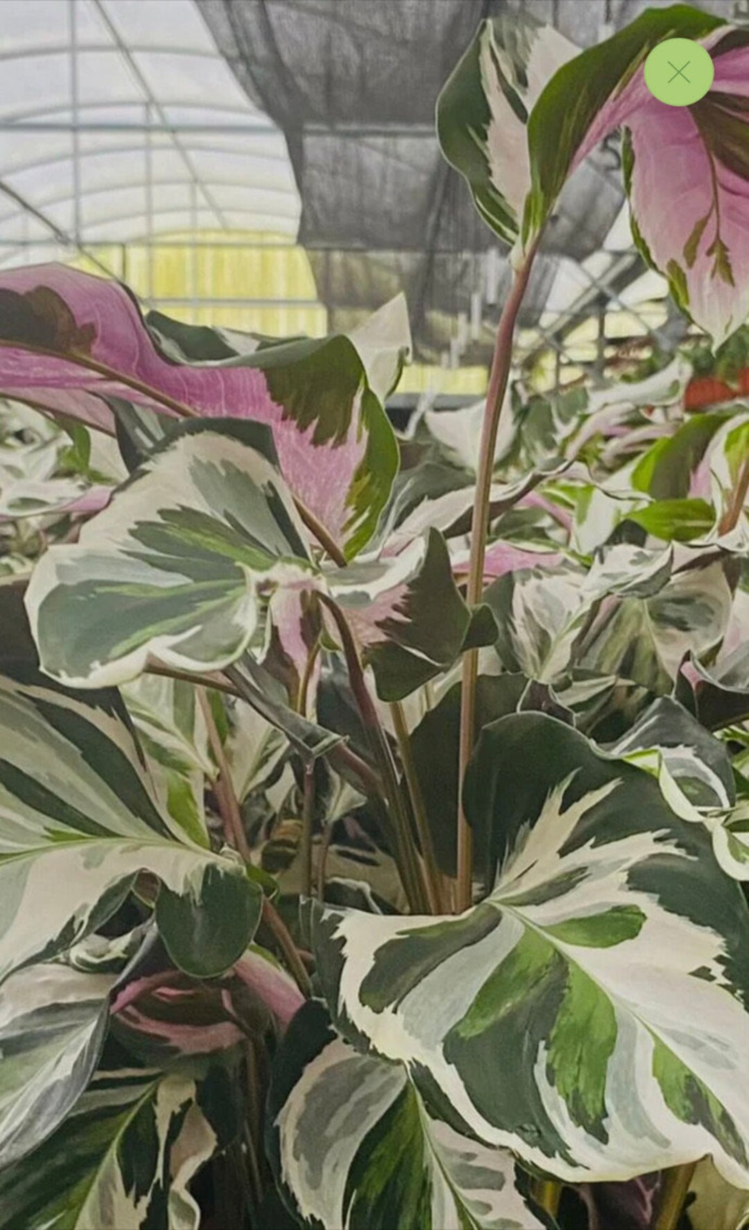 Calathea Stella 'NEW' US PP34710 4 Inch Exquisite Foliage Live Plant ...
