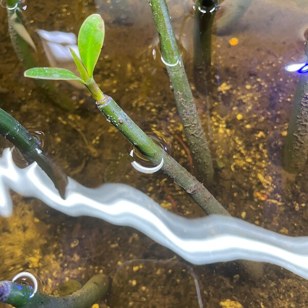 Mangrove Root Aquarium - Etsy