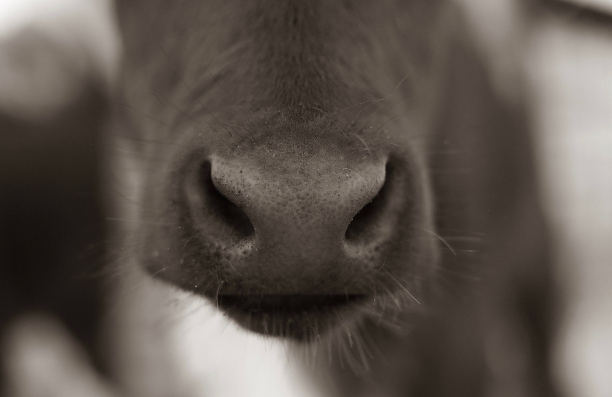 Rustic Calf Nose - Etsy