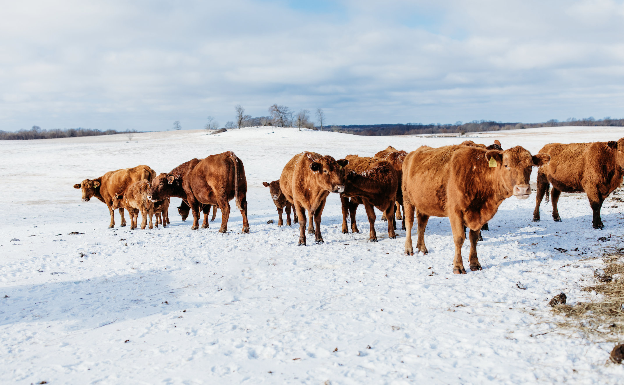 Cows in the Snow | Digital Download | Printable Photo | Red Angus ...