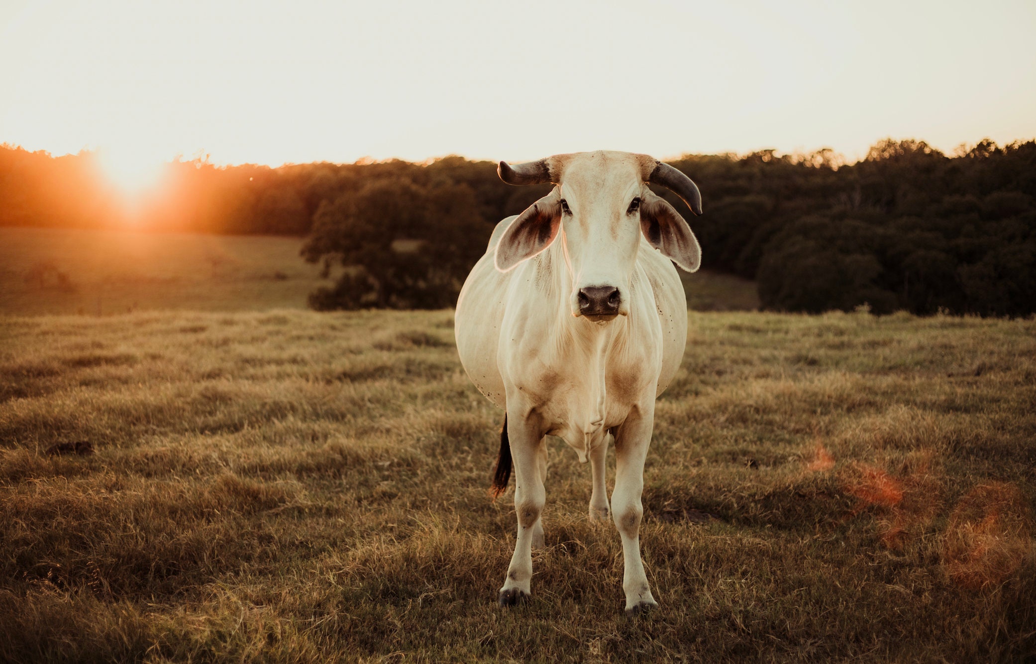 Cow at Sunset | Digital Download | Printable Photo | Ranch Photo ...