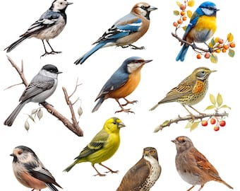 Garden Birds, Flying, Clipart, Birds, Garden 14 .png 300dpi Files ...