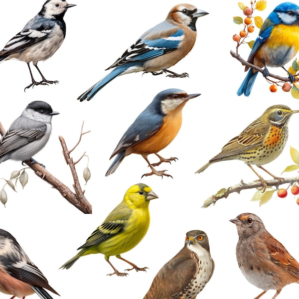 Garden Birds, Clipart, Birds, Garden 14 .png 300dpi Files, Instant ...