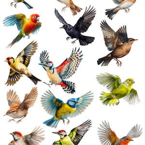 Garden Birds, Flying, Clipart, Birds, Garden 14 .png 300dpi Files ...