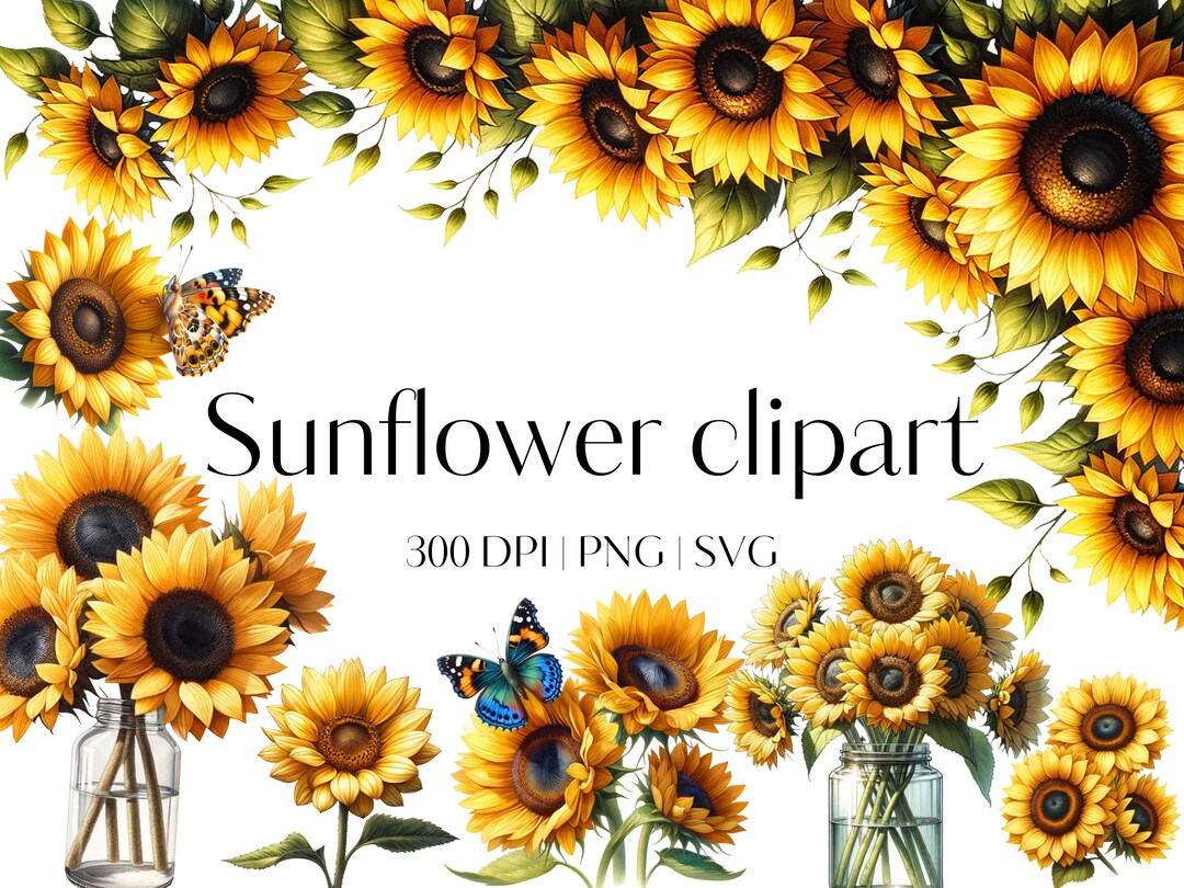 Sunflowers Clipart Bundle - 30 Watercolor Sunflower PNG - Sunflower ...