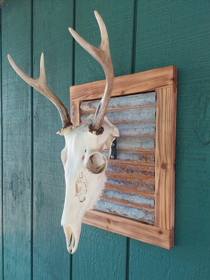 Euro Deer Skull Mount - Etsy