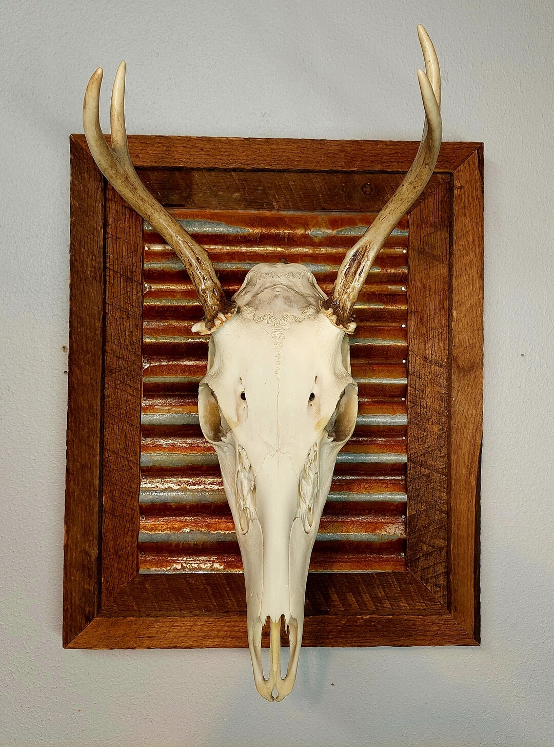 Euro Deer Skull Mount - Etsy