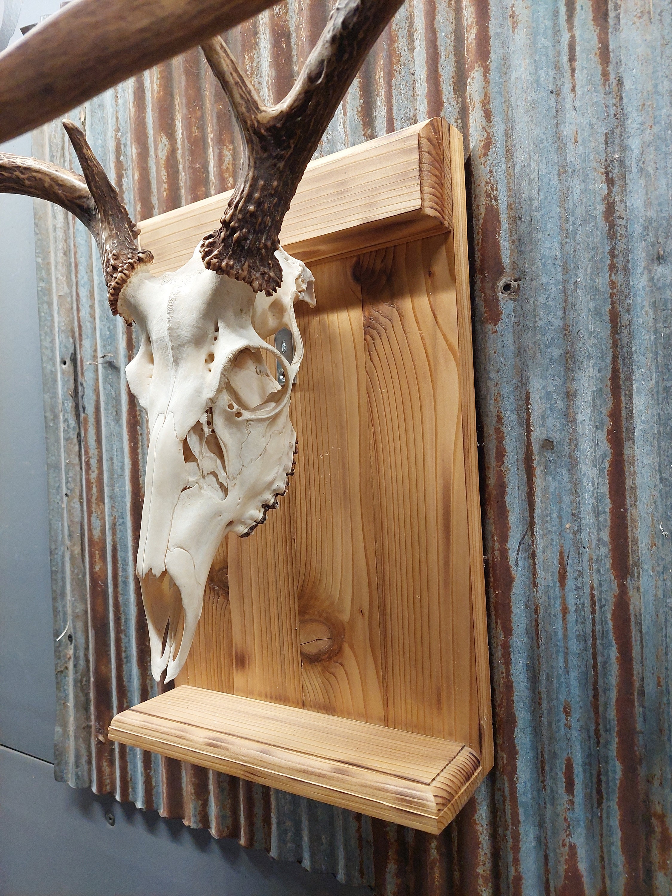 Euro Deer Skull Mount - Etsy