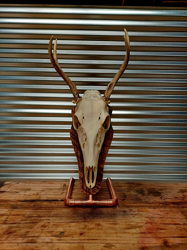 Euro Deer Skull Table Top Mount - Etsy