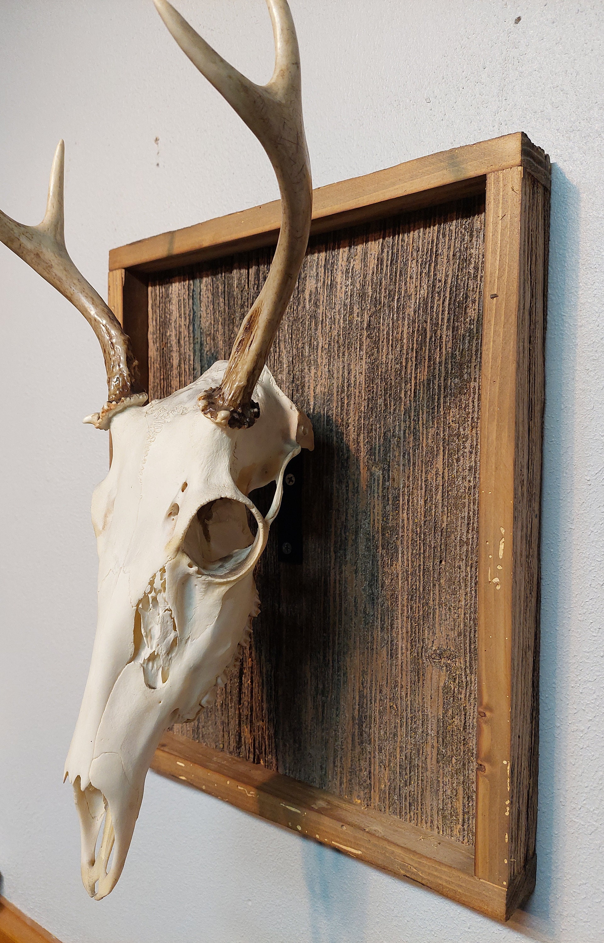 Euro Deer Skull Mount - Etsy