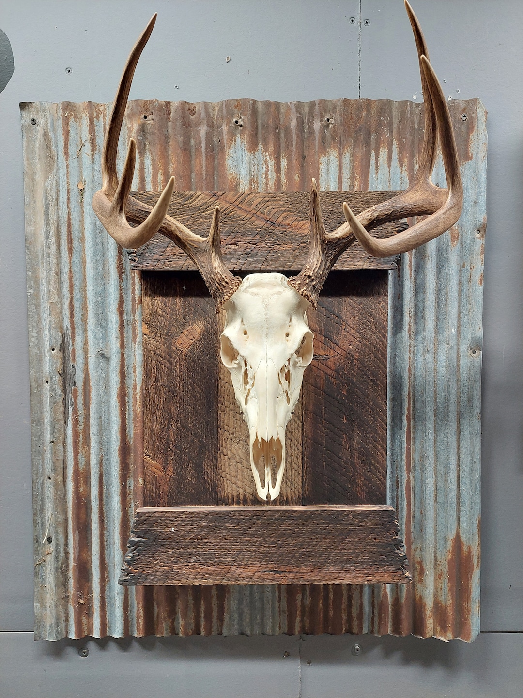 Euro Deer Skull Mount - Etsy
