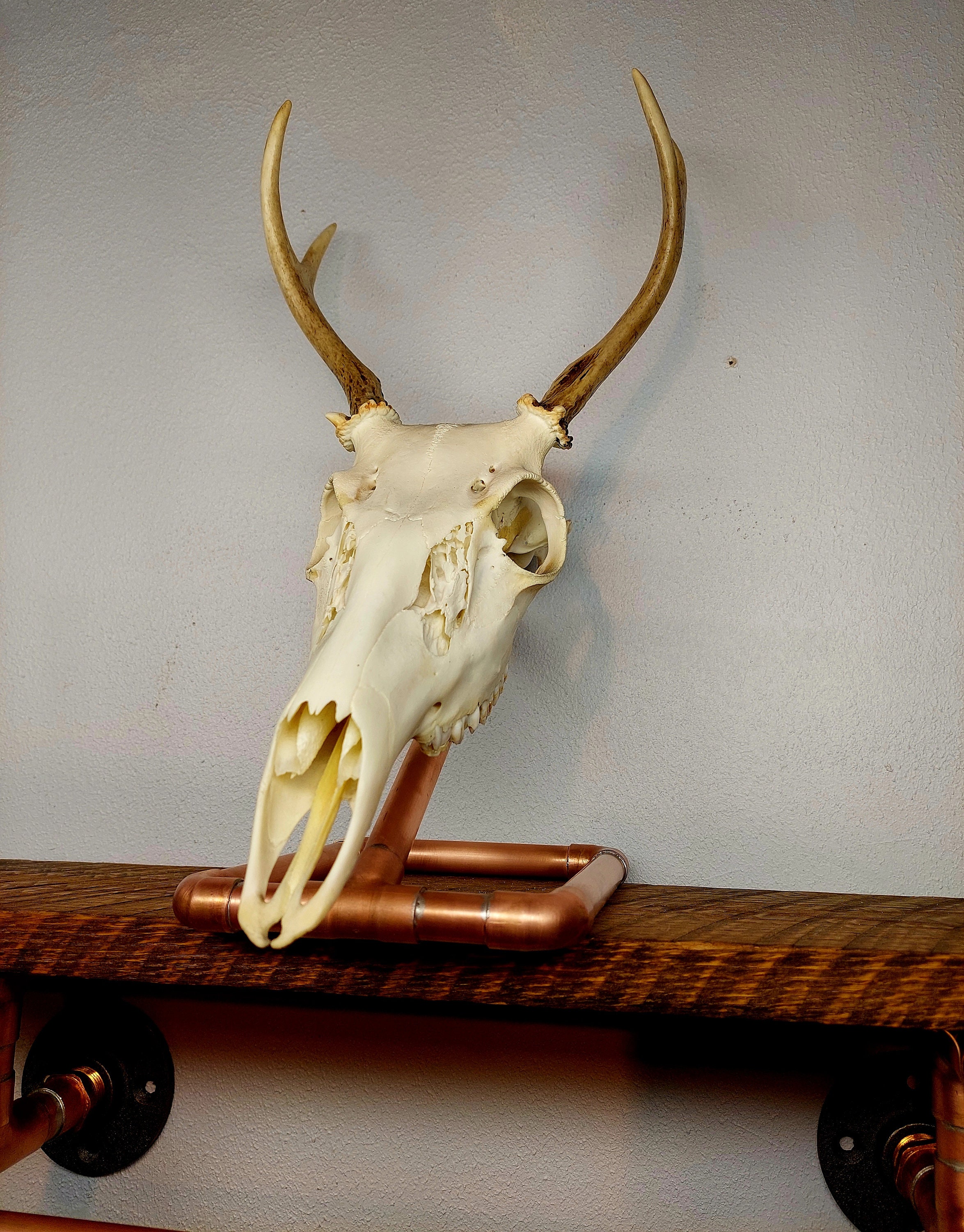 Euro Deer Skull Table Top Mount - Etsy