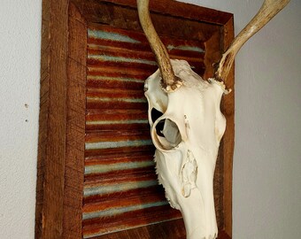 Euro Deer Skull Mount - Etsy