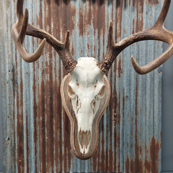 Deer Skull Mount - Etsy