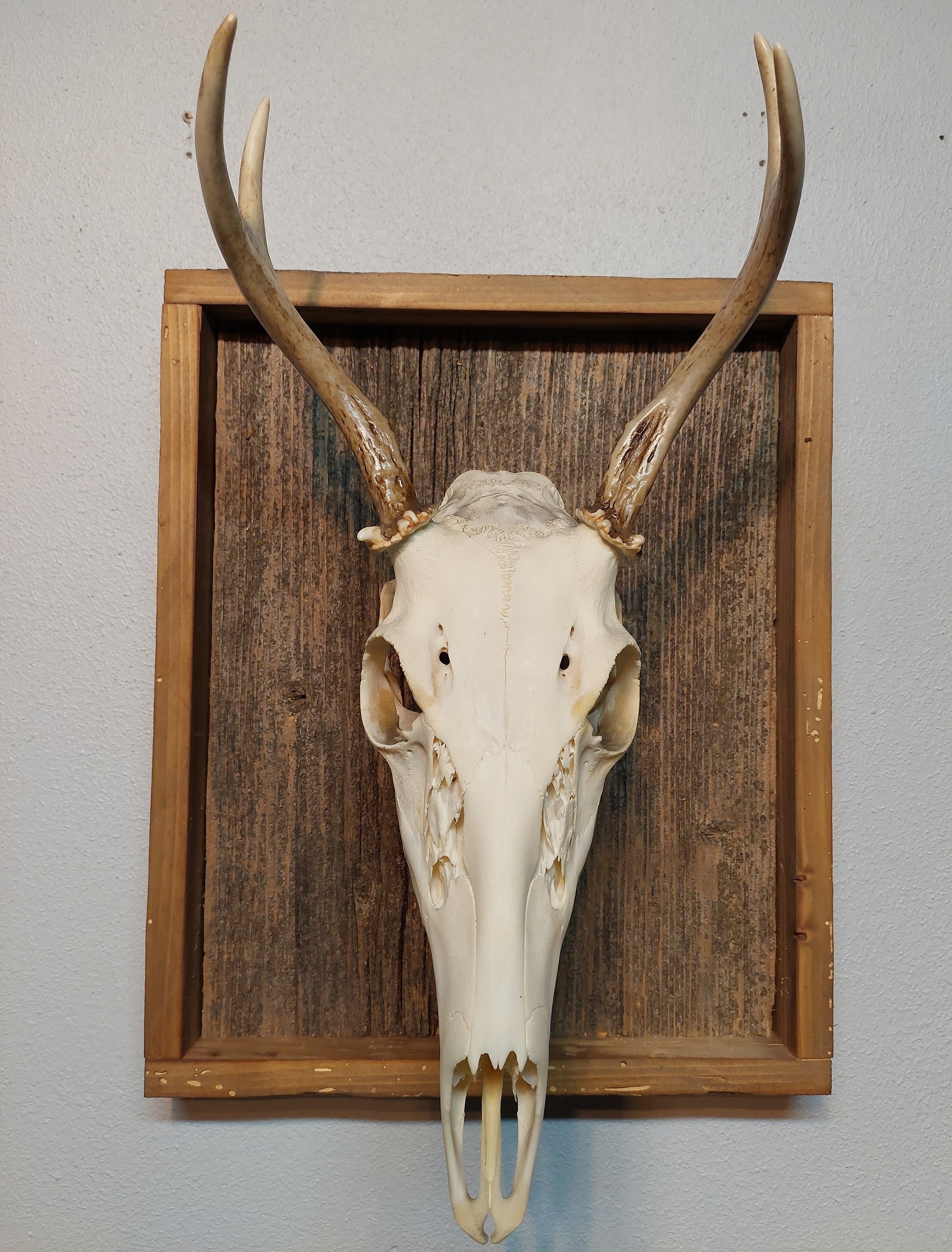 Euro Deer Skull Mount - Etsy