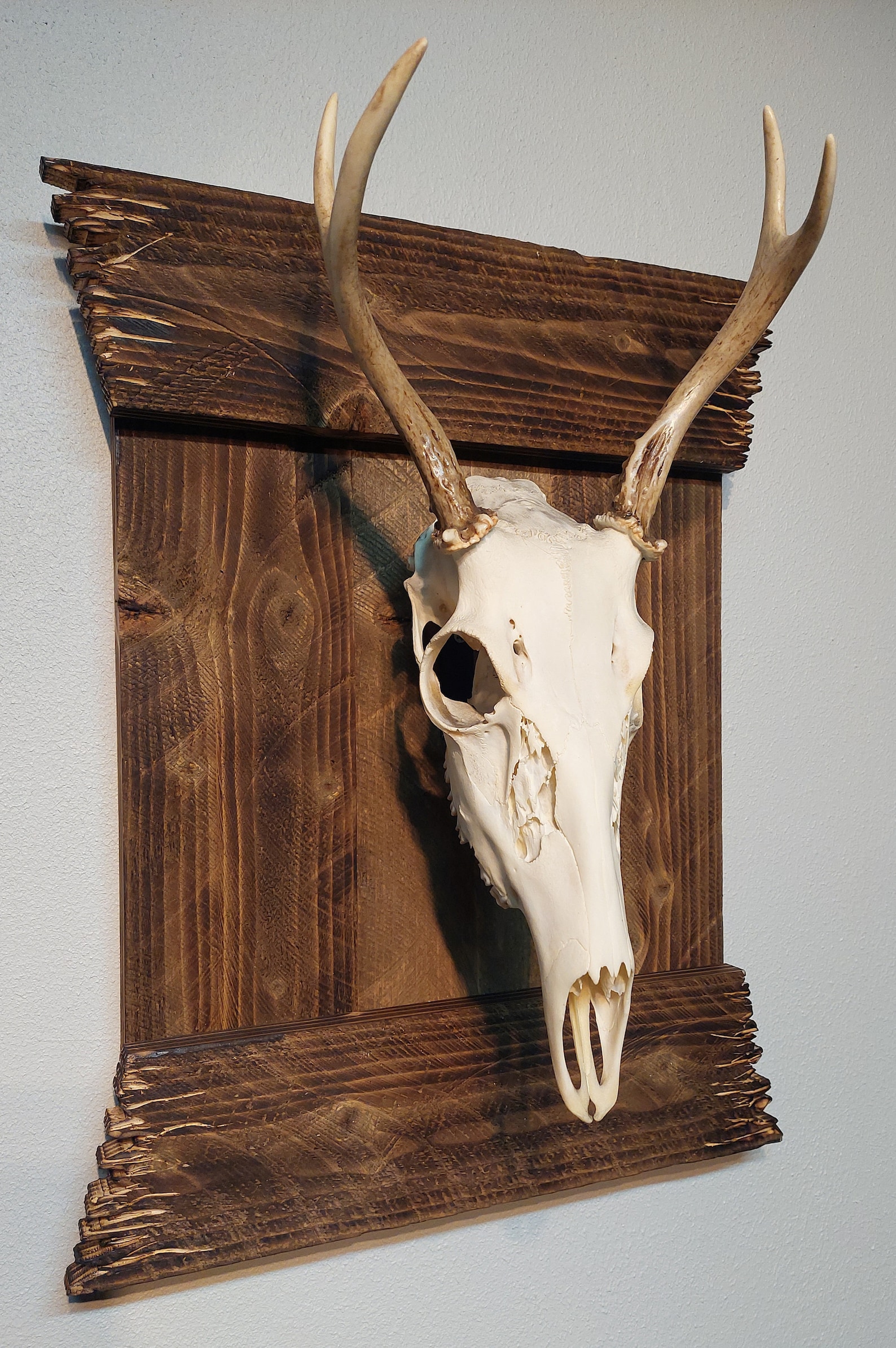 Euro Deer Skull Mount - Etsy