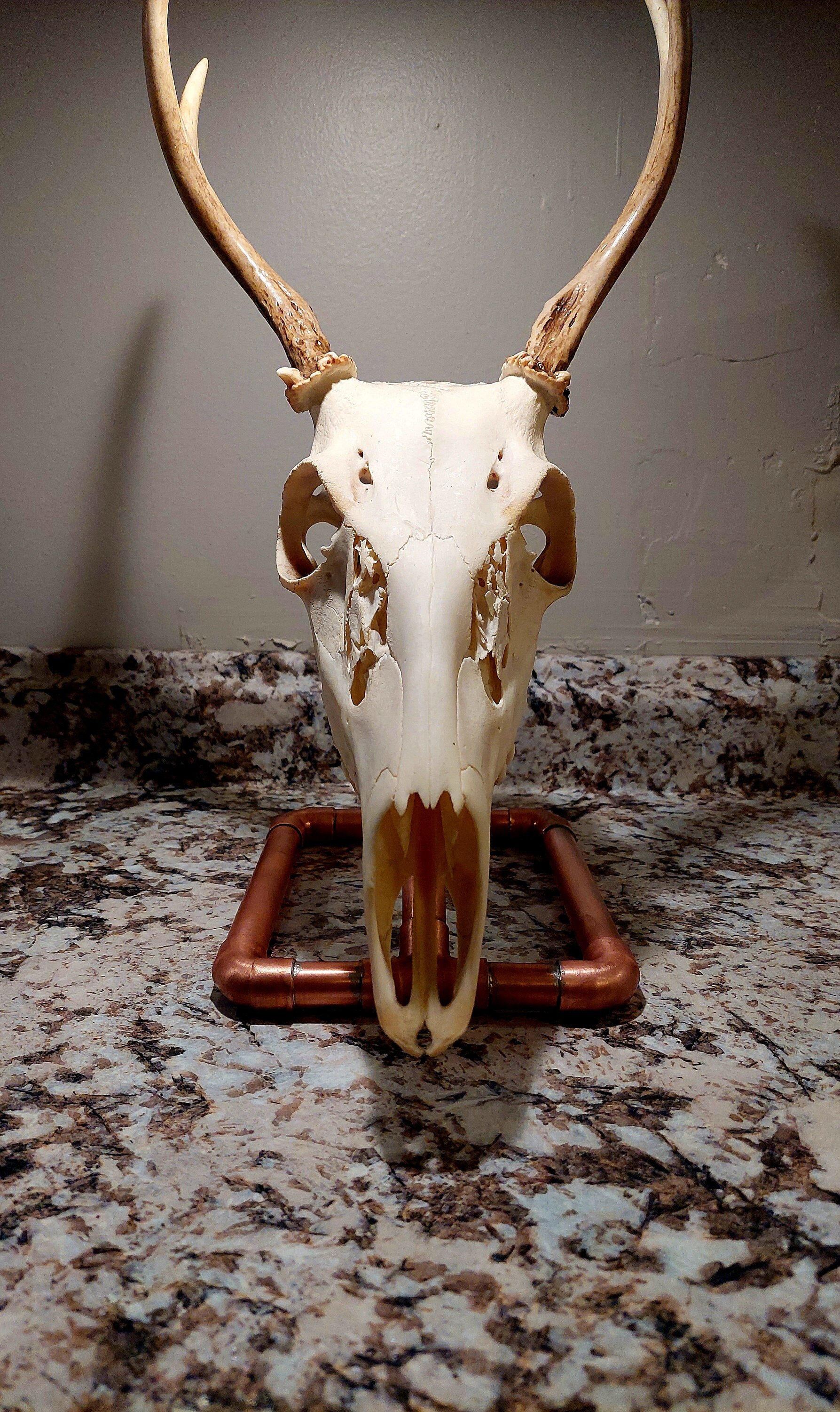 Euro Deer Skull Table Top Mount - Etsy