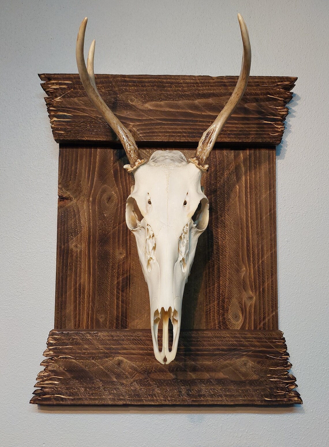 Euro Deer Skull Mount - Etsy