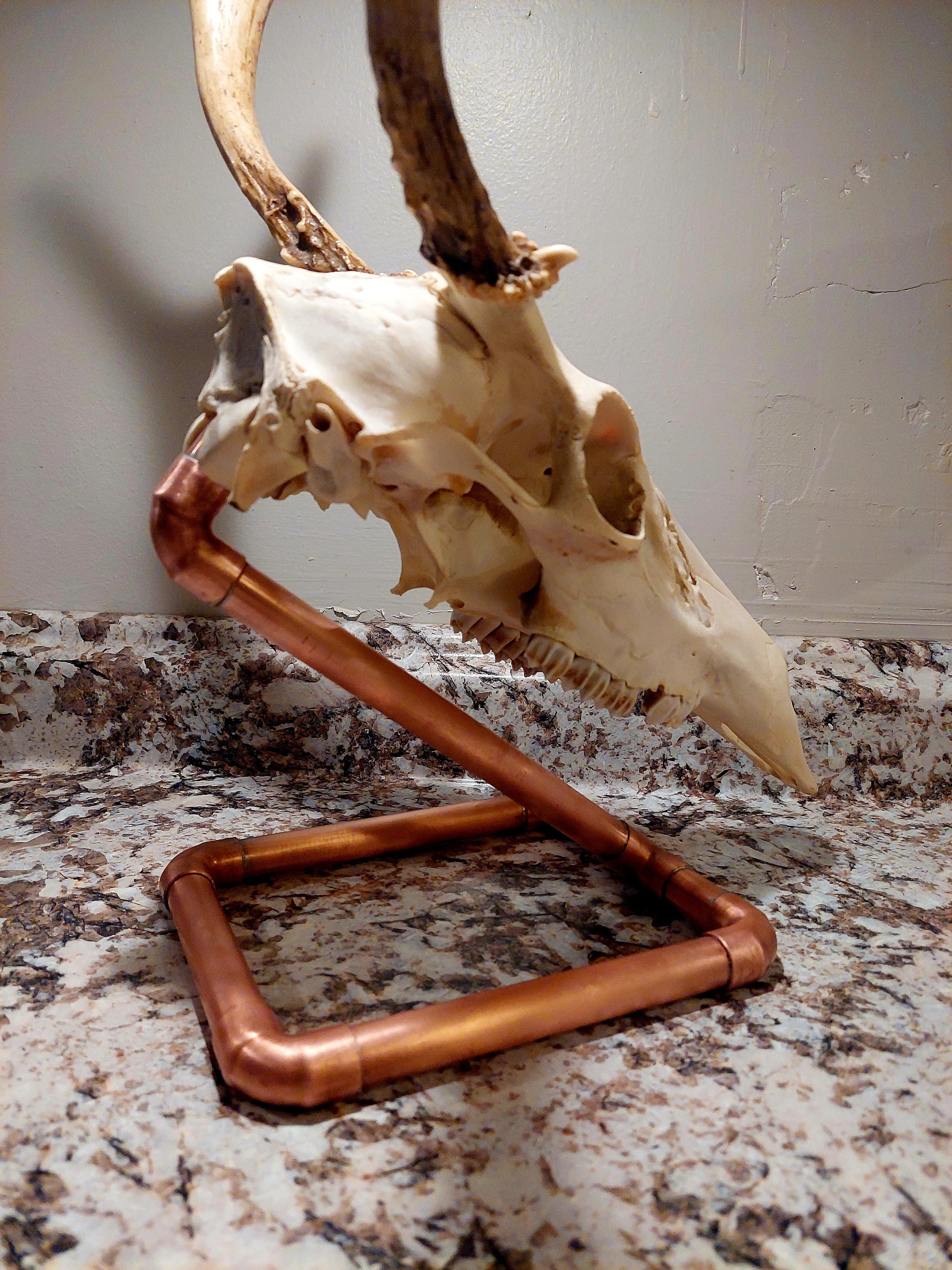 Euro Deer Skull Table Top Mount - Etsy