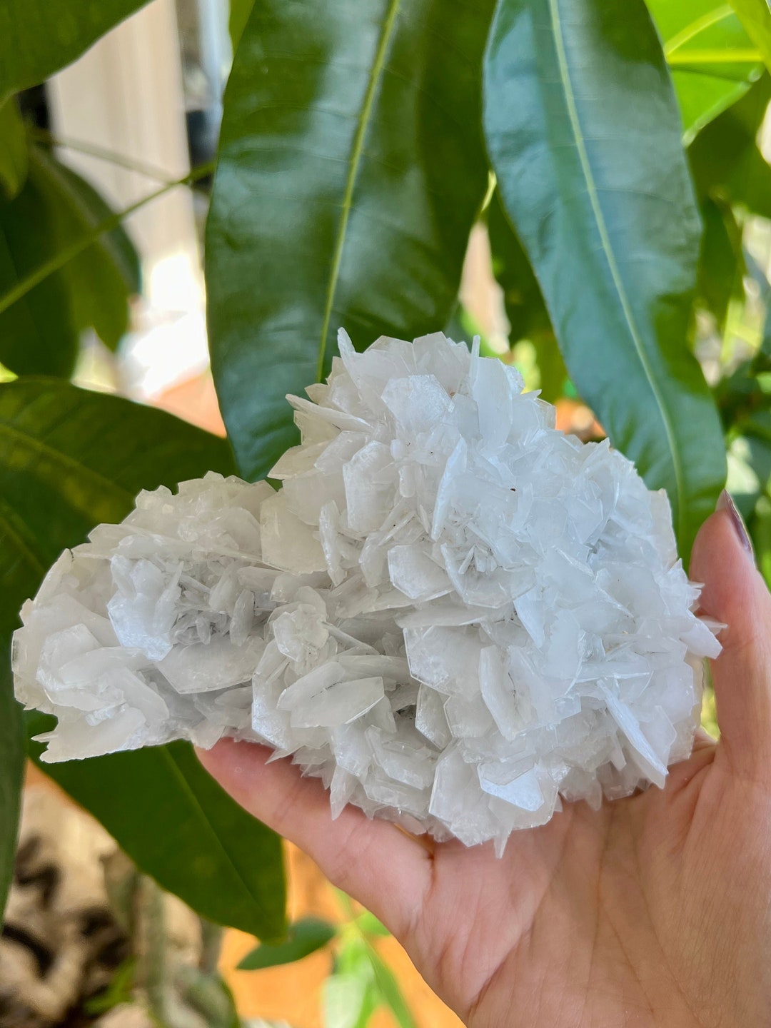 Dreamy Large White Rose Calcite, Fluorescent White Bladed Calcite ...