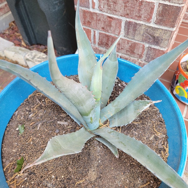 Blue Agave - Etsy
